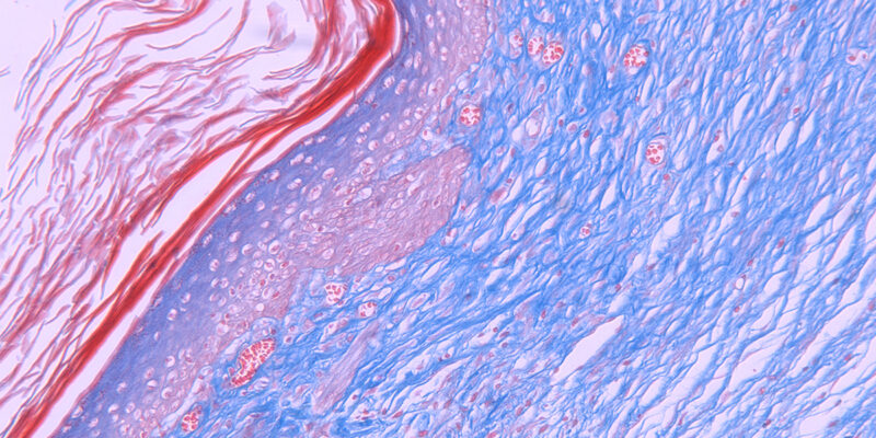 Routine biological microscope ML31 - Fluorescence and Biological ...