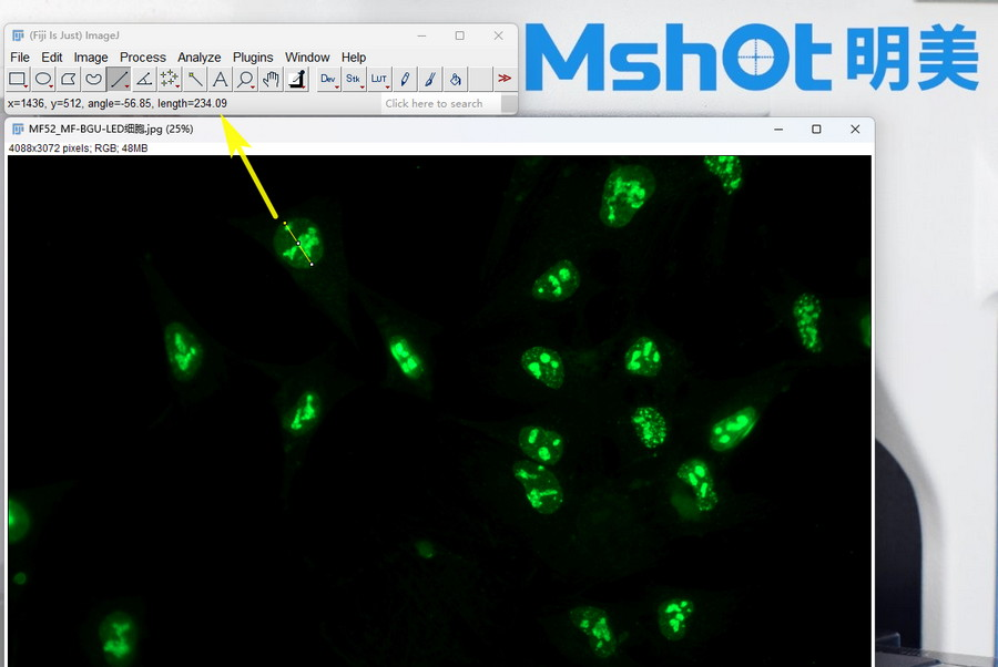 More than imageJ: How to quickly realize radial fluorescence intensity ...