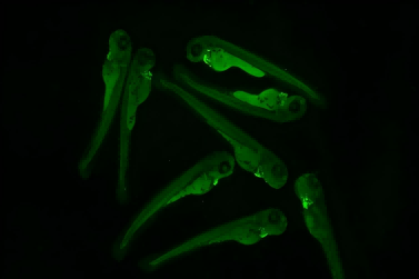 High power stereo fluorescence microscope MZX200 - Fluorescence and ...