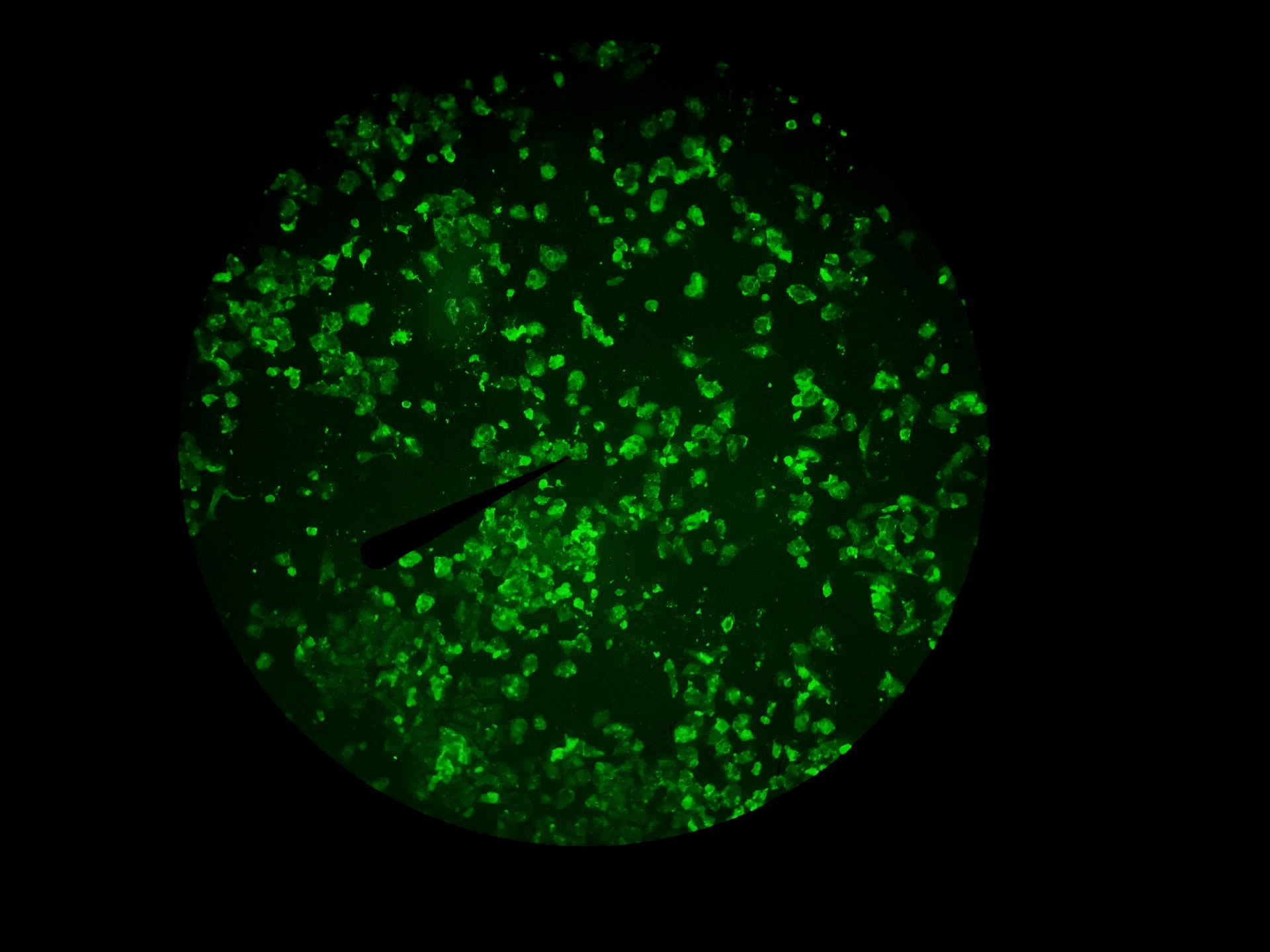 Multi-channels LED fluorescence module for Zeiss PrimoStar3 ...