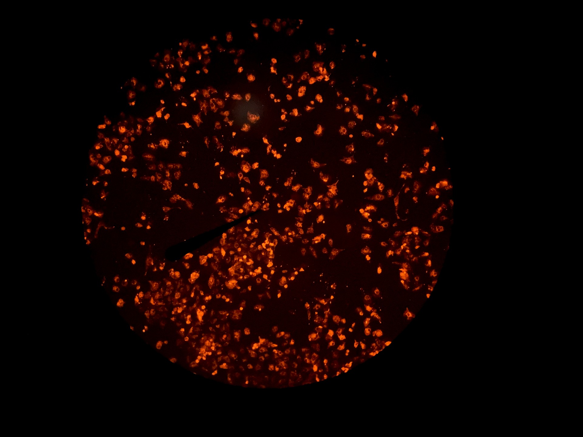 Multi-channels LED fluorescence module for Zeiss PrimoStar3 ...
