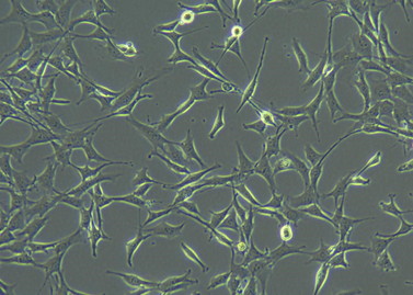 Cell Factory Microscope MIX60-CF - Fluorescence and Biological ...